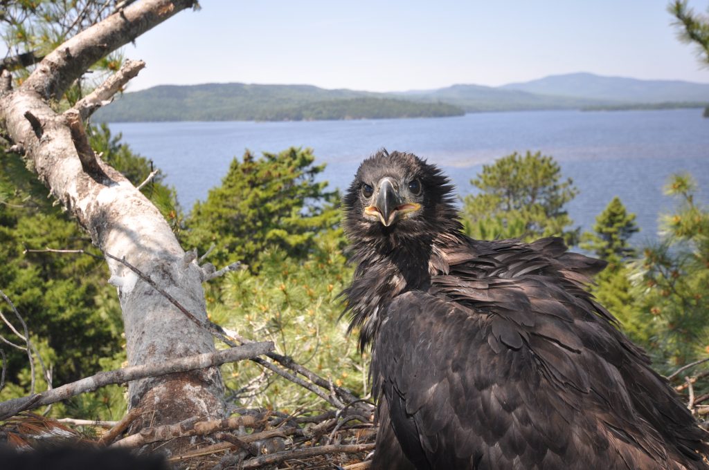 Cupsuptic Lake Park and Campground amenities Rangeley Lakes Maine